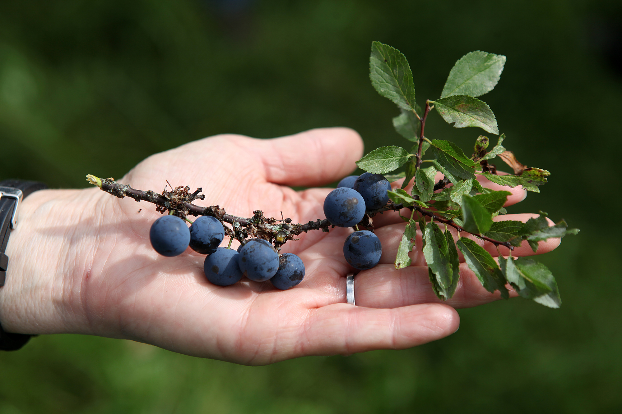 Outdoorküche: Wildkräuter, Beeren und Pilze selber finden ...